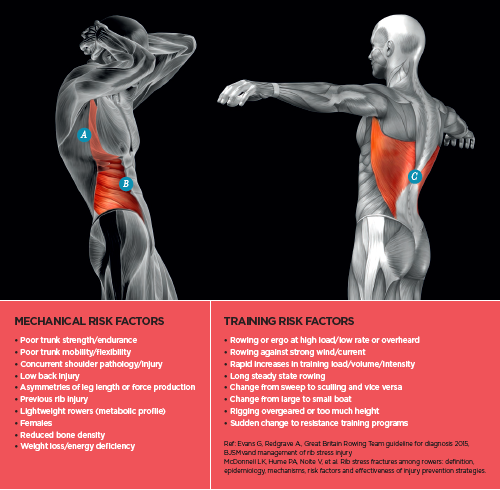 Understanding Rib Stress Fractures in Rowing - The Mechanics